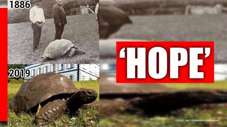 187-year-old turtle Jonathan reminds 'everything will pass' as world ...