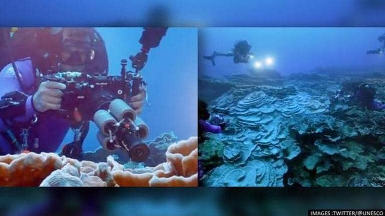 Rose-shaped coral reef discovered near Tahiti coast, diver calls it ...