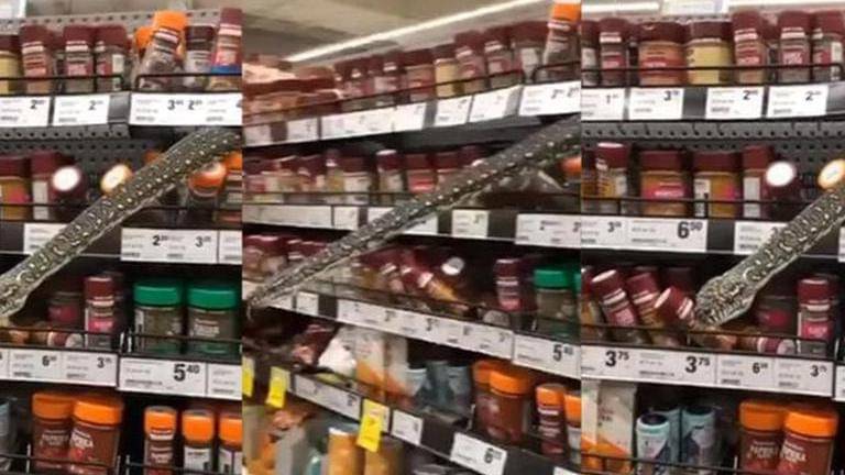 10-foot python browses through spice rack in Sydney's supermarket ...