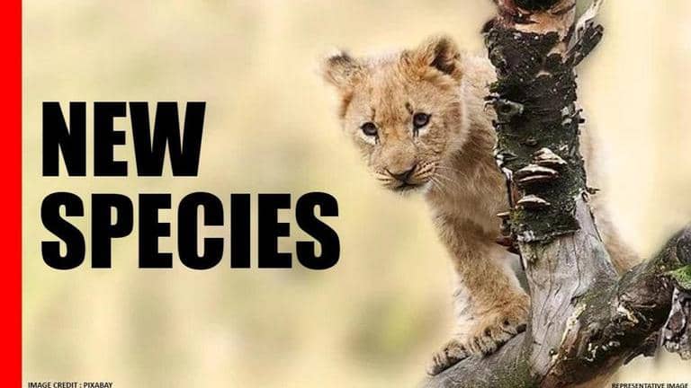 Paleontologists discover remains of tiny lion with teeth sharp enough ...