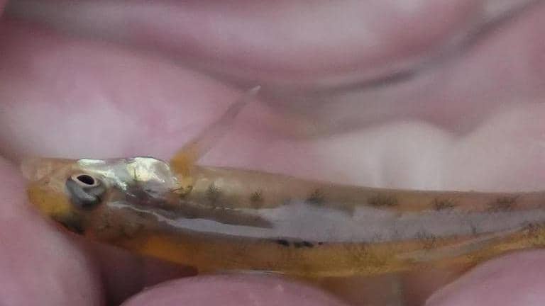 In Mississippi, a tiny fish is reintroduced to the river where it ...
