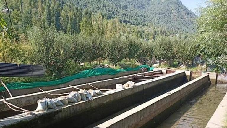 Adopt fish farming as subsidiary occupation to increase income, Punjab ...