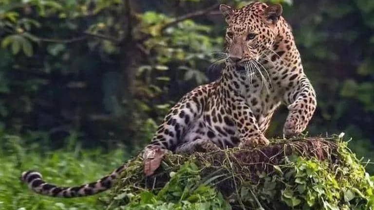 Jharkhand ropes in MP's Sanjay-Dubri Tiger Reserve to tackle 'man-eater ...