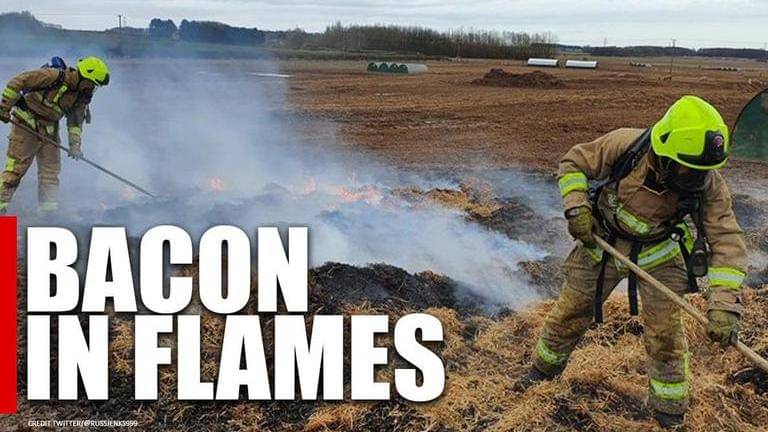 UK farm catches fire after pig excretes pedometer, firefighters manage ...