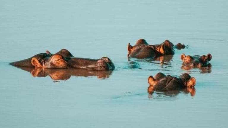 Africa: Video of hippo chasing out 3 lions goes viral; 'incredible ...
