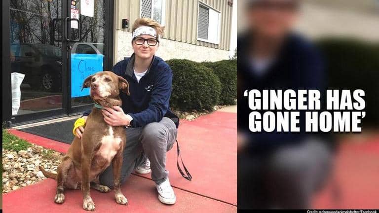 Rescued labrador finds second home after 7 years at animal shelter ...