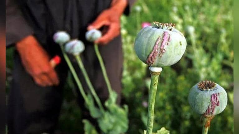 Nearly 300 kg poppy straw seized in Jammu; three arrested | Republic World