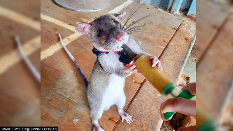 Research scientist's post on training rats for rescue operations viral ...