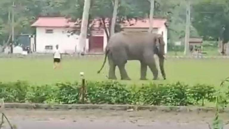 In Guwahati, elephant shows fantastic dribbling skills on soccer field ...