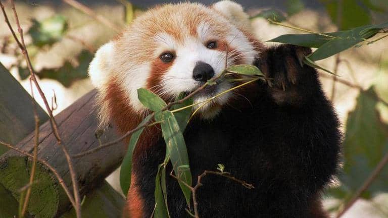 Missing Red Panda from German Zoo traced with thermal imaging drone ...