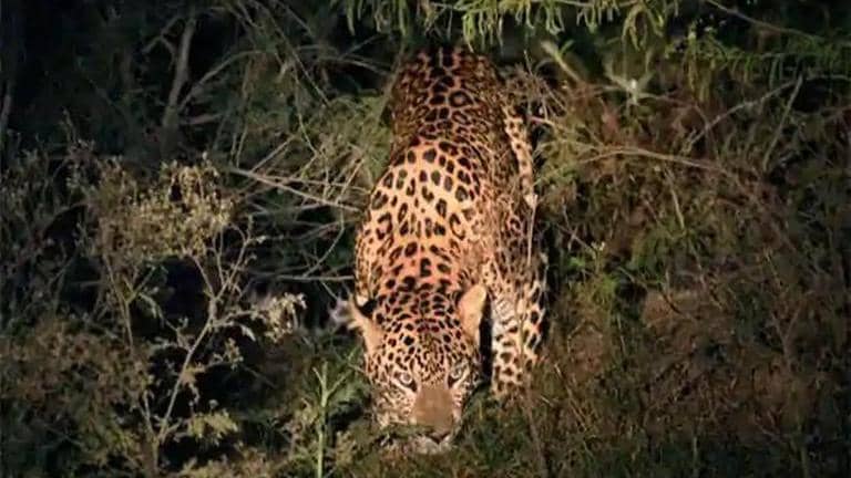 Maharashtra: Efforts on to capture 'man-eater' leopard, says official ...
