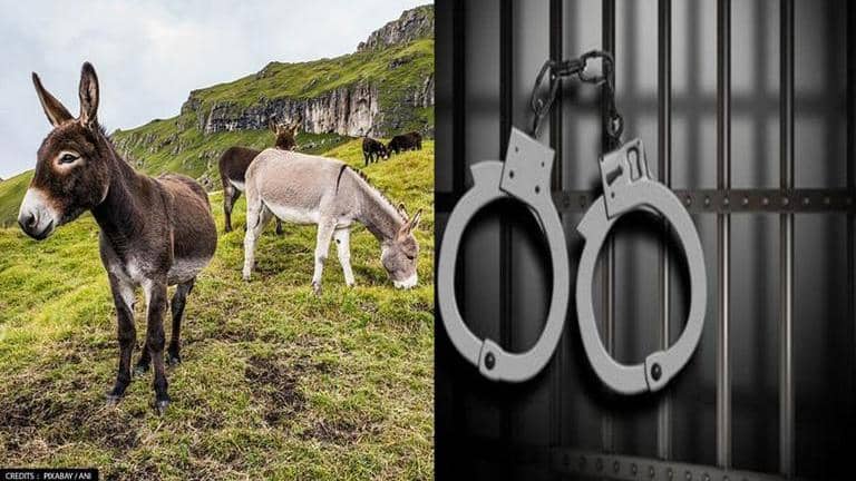 Pakistan Police arrests 6 donkeys for helping timber mafia after ...