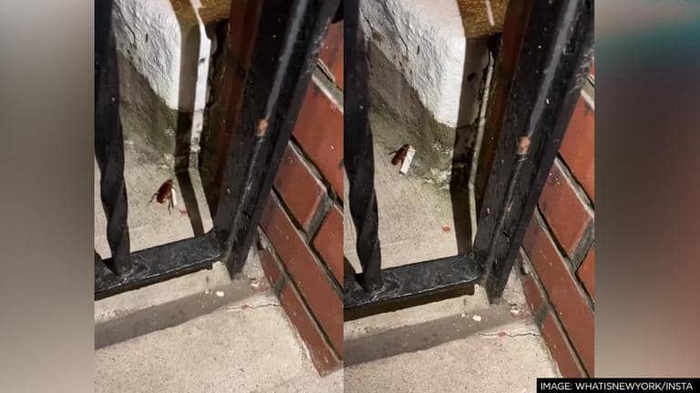 US: Cockroach dragging cigarette in New York leaves internet in splits ...