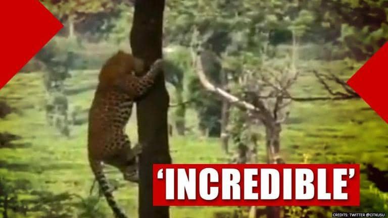 ‘Jungle Parkour’: Leopard leaping from one tree to another leaves ...