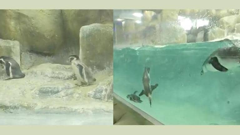 Mumbai residents throng Byculla zoo after arrival of newborn penguin ...