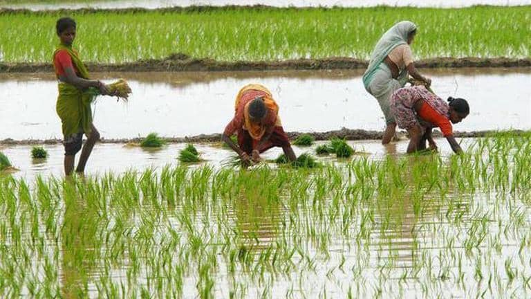 Lockdown will affect paddy harvesting in Goa: minister | Republic World