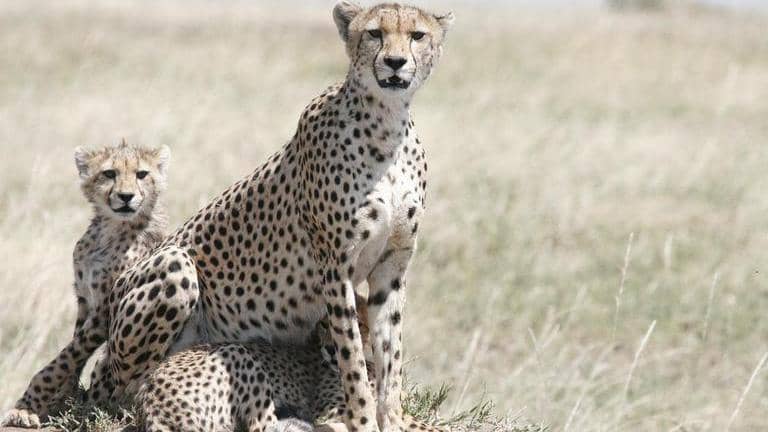 Centre sets up high-level committee to oversee cheetah project ...