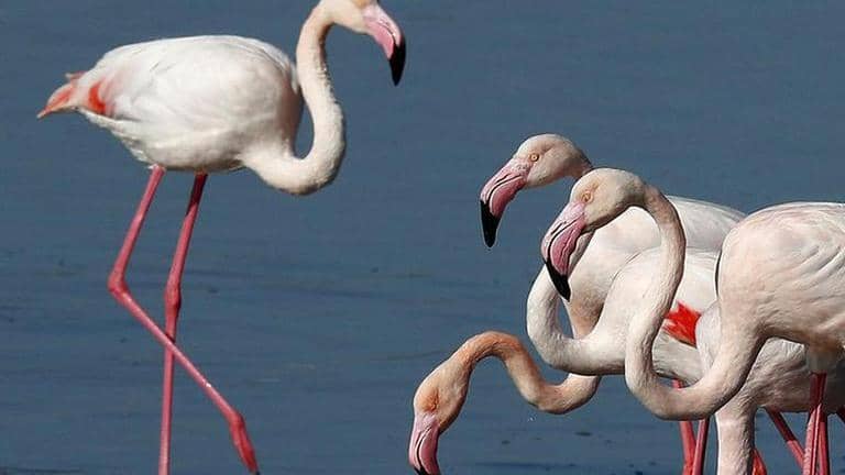 Cyprus activists: Hunters' lead pellets threaten flamingos- Republic World