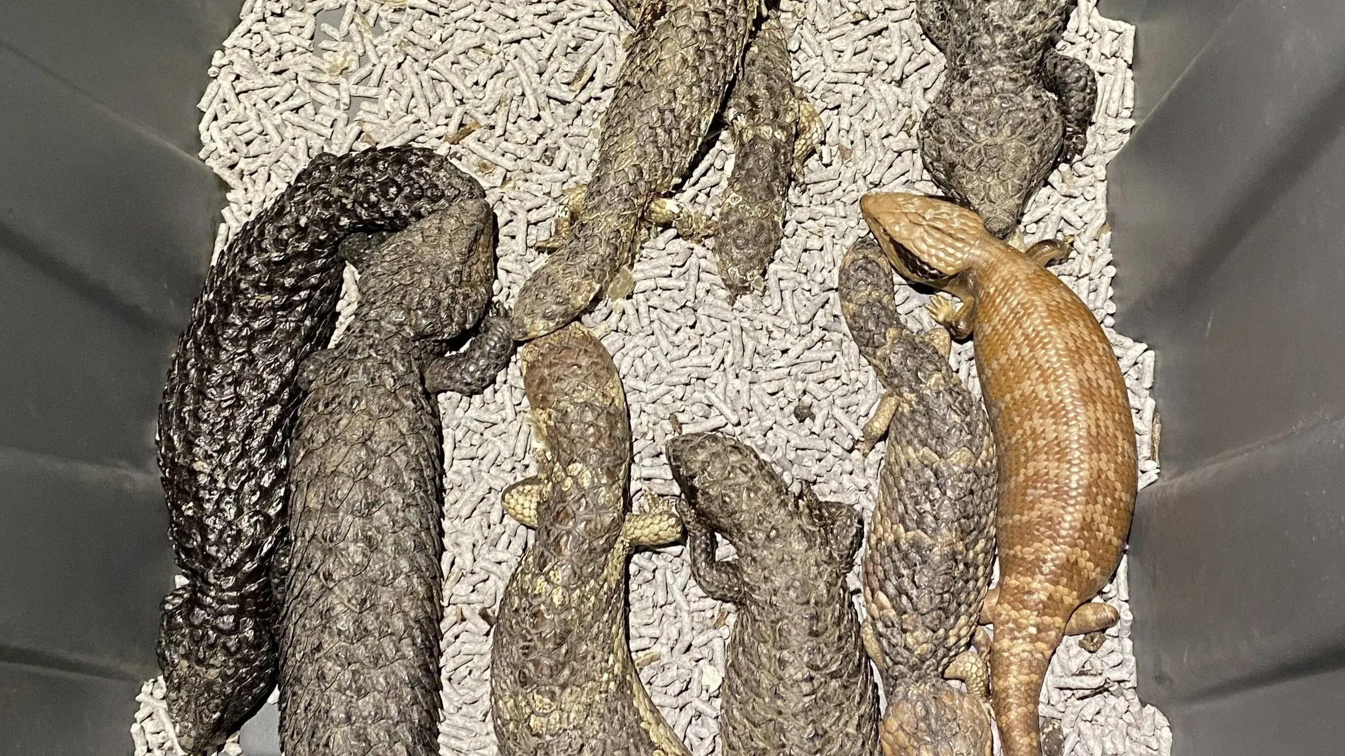 Major Lizard Smuggling Scheme Foiled in Australia, 257 Reptiles Rescued ...