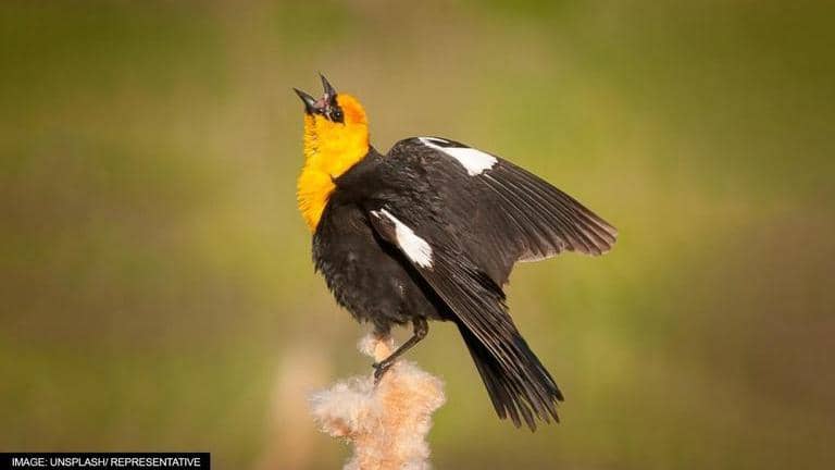 In Mexico, hundreds of blackbirds fall abruptly from sky, several dead ...