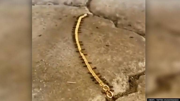 Viral video shows ants running away with a gold chain; netizens find it ...