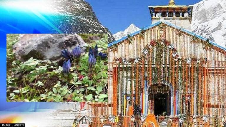 Rare variety of flowers near Kedarnath Temple becomes 'tourist ...