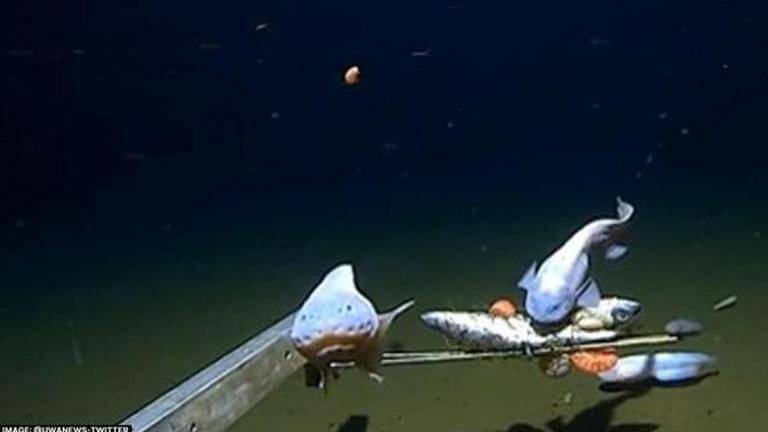 Scientists film deepest-ever fish swimming 8 km underwater in Japan ...