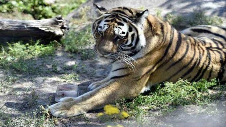 NTCA red flags MP's move to increase tourism inside tiger reserves ...