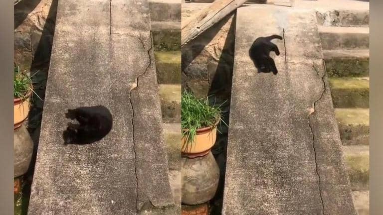 'BlackCatsMatter': Cat seen sliding down a slope brings joy to netizens ...