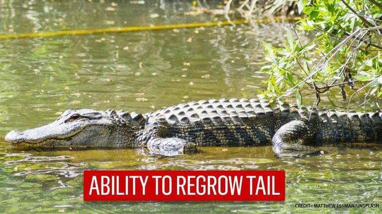 Alligators have the ability to regrow their tails just like lizards ...