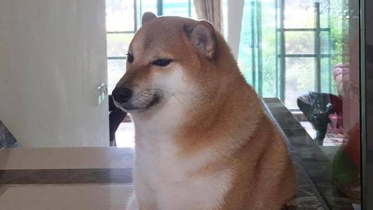 Popular meme dog Cheems Balltze passes away, Internet mourns loss of ...