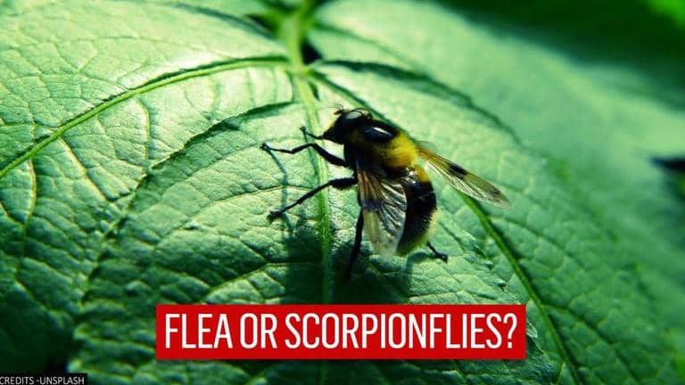 New study reveals the position of fleas on tree of life; here is all ...