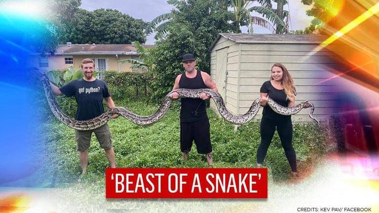 'Record-breaker' python weighing 104 pounds caught in Florida, can you ...