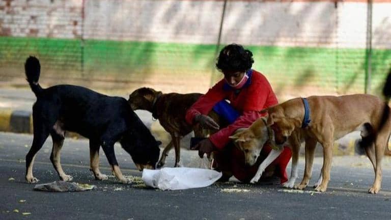 Animal rights organisations hold rally at Jantar Mantar to protest ...