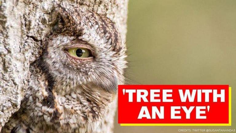 'Tree with an eye': Can you spot the bird hiding in this picture ...