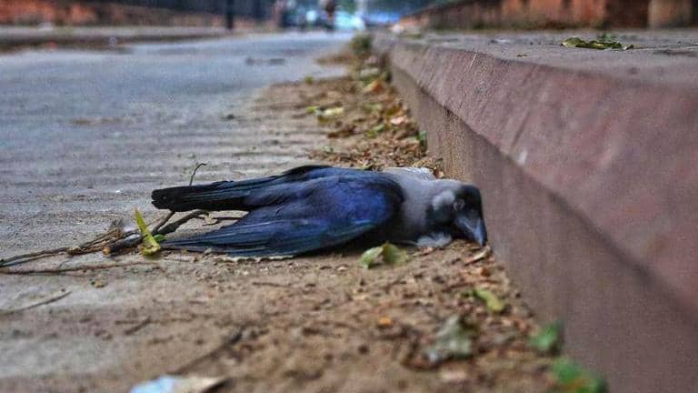 Avian flu: 836 Maha birds found dead, samples sent for tests | Republic ...