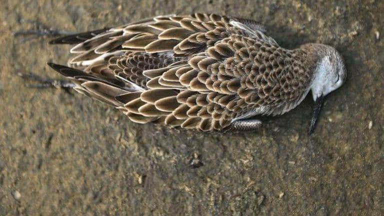 Maha: 180 birds die in 2 days, alert zone around Latur village ...