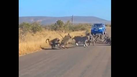 Group Of 50 Baboons Biting And Tearing Apart A Leopard Trying To Hunt ...