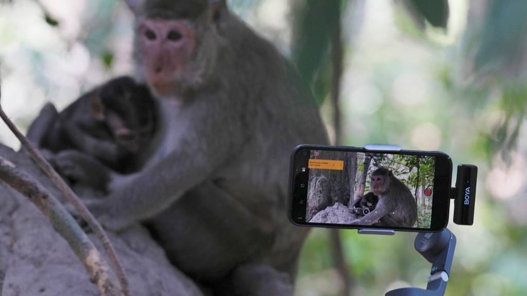 Cruelty For Clicks: Cambodia is Investigating YouTubers' Abuse of Monkeys At The Angkor UNESCO ...