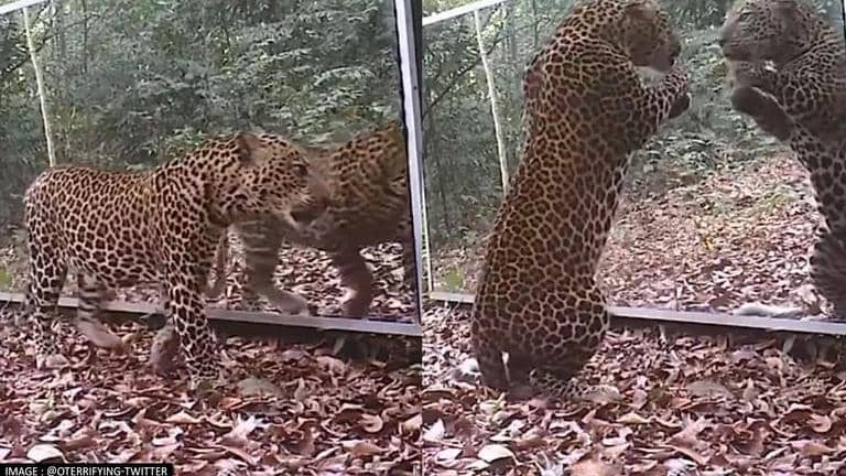 WATCH: Leopard tries to intimidate its own mirror reflection in this ...