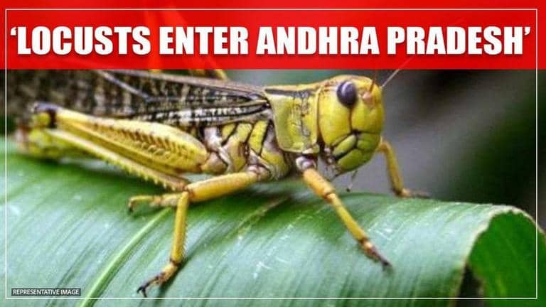 Locust Attack: Swarming insects reach Andhra Pradesh's Anantapuram ...