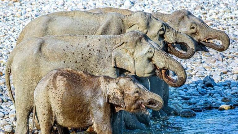 Can you guess the number of elephants in this pic? Only a few can get ...