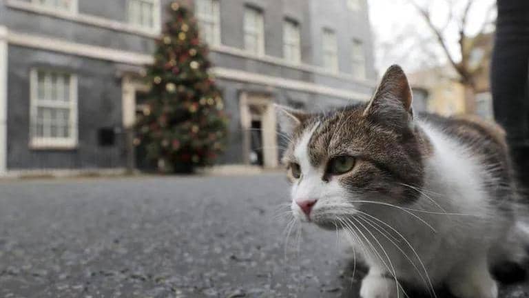 Larry the Cat steps up after Liz Truss resigns as UK PM, take a look at ...