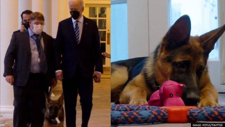 Adorable video of Joe Biden's German Shepherd 'Commander' exploring ...