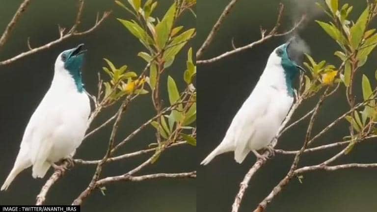 Trending news: Bare-throated bellbird caught smoking on camera leaves ...