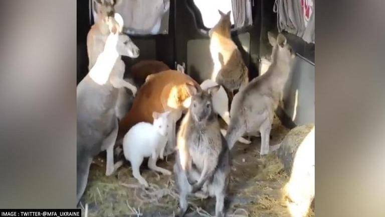 Ukraine officials rescue Kangaroos amid Russian attacks on their enclosures | Republic World