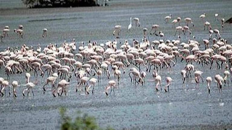 3-day state bird festival to be held from Jan 15 in Bihar's Jamui ...