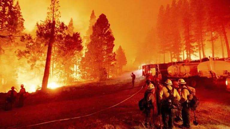 Intentional wildfires destroyed about 1,000 hectares of forest in Spain ...