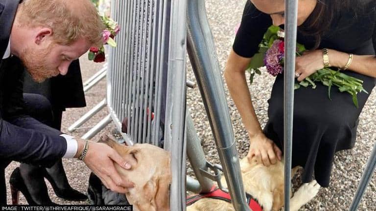 Prince Harry, Meghan's affectionate moment with dog at Windsor strikes ...