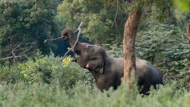 Mysterious Elephant death investigation continues in Kerala; Forest ...